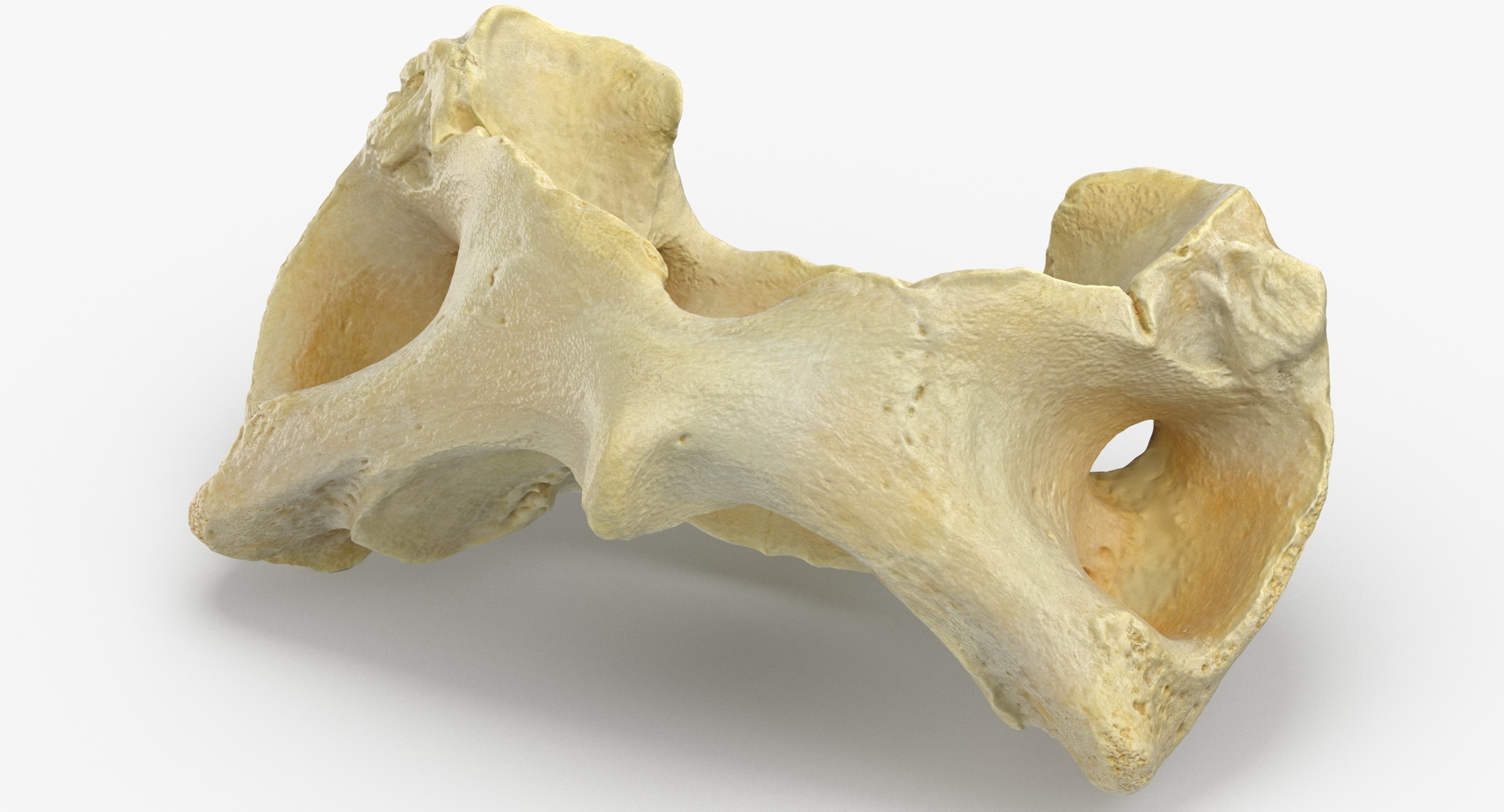 Real Domestic Pig Sus Domesticus Cervical Vertebrae C1 Atlas 01 3D ...