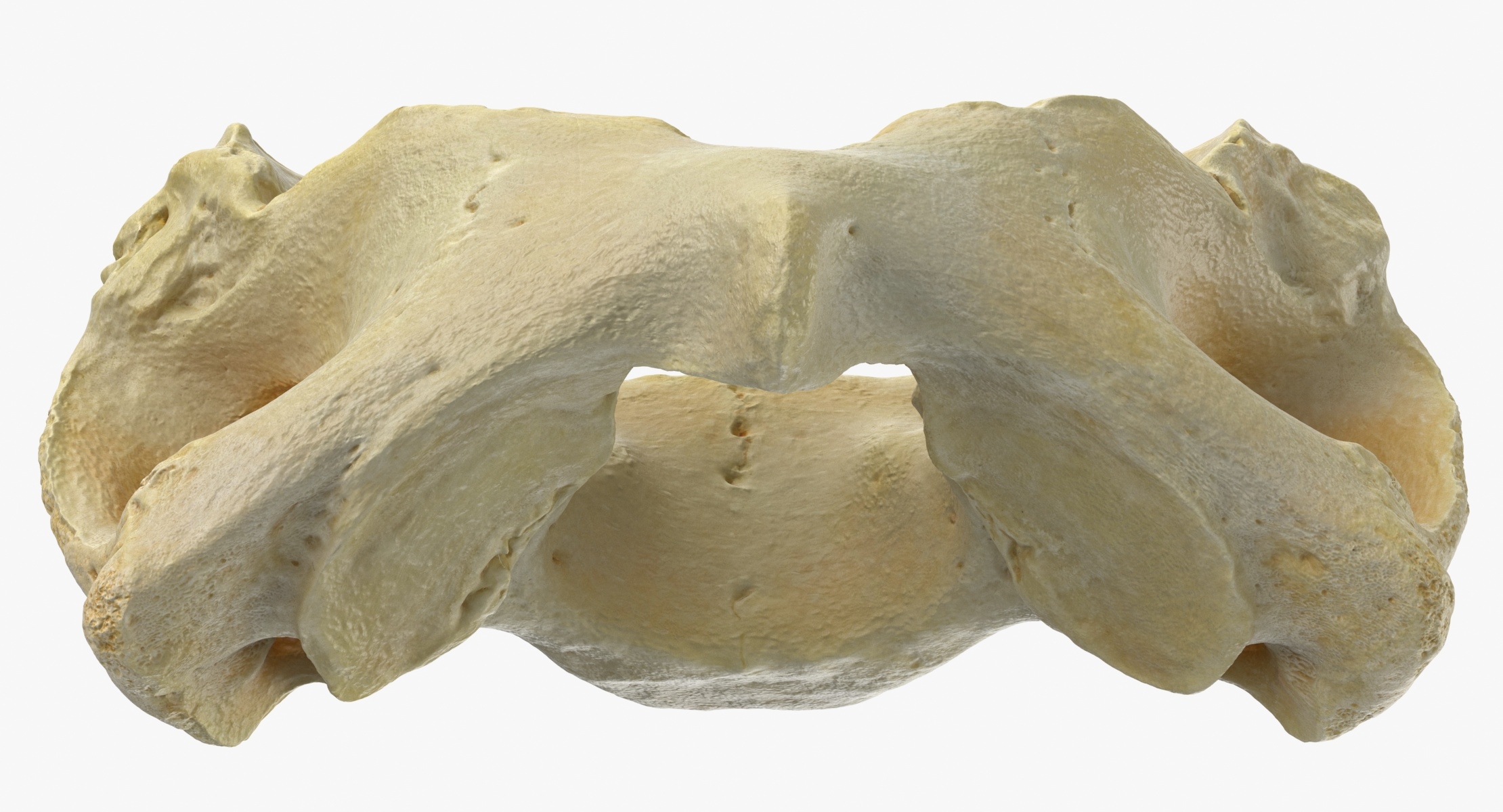 Real Domestic Pig Sus Domesticus Cervical Vertebrae C1 Atlas 01 3D ...