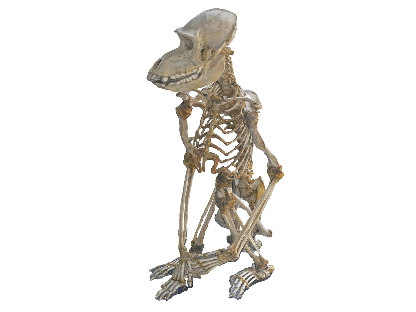 Monkey skeleton 3D model - TurboSquid 1570972