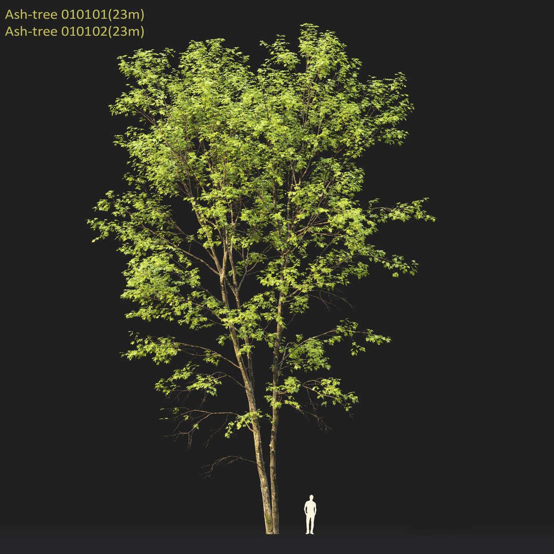 Trees park 1 ash-tree 3D model - TurboSquid 1570977