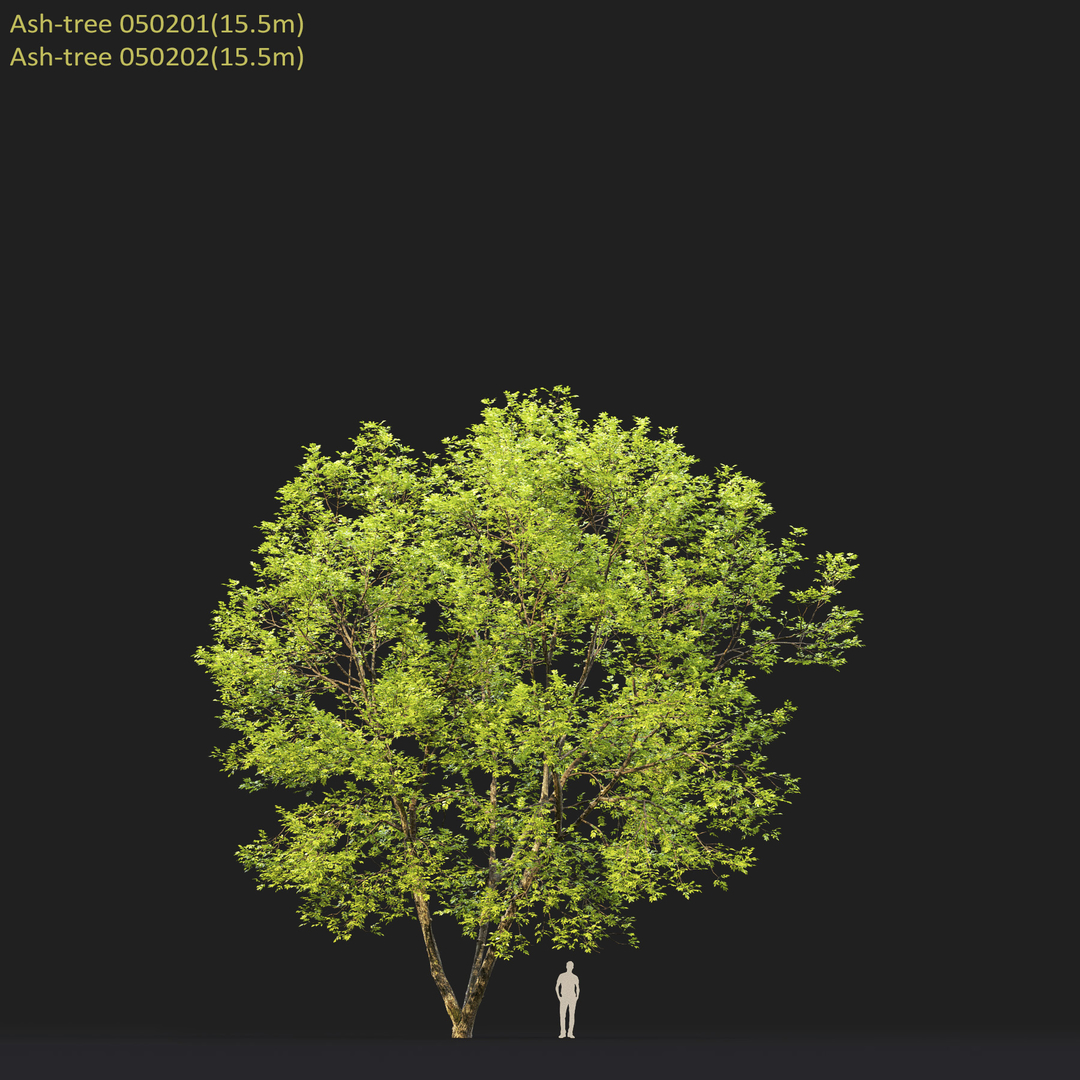 Trees park 1 ash-tree 3D model - TurboSquid 1570977