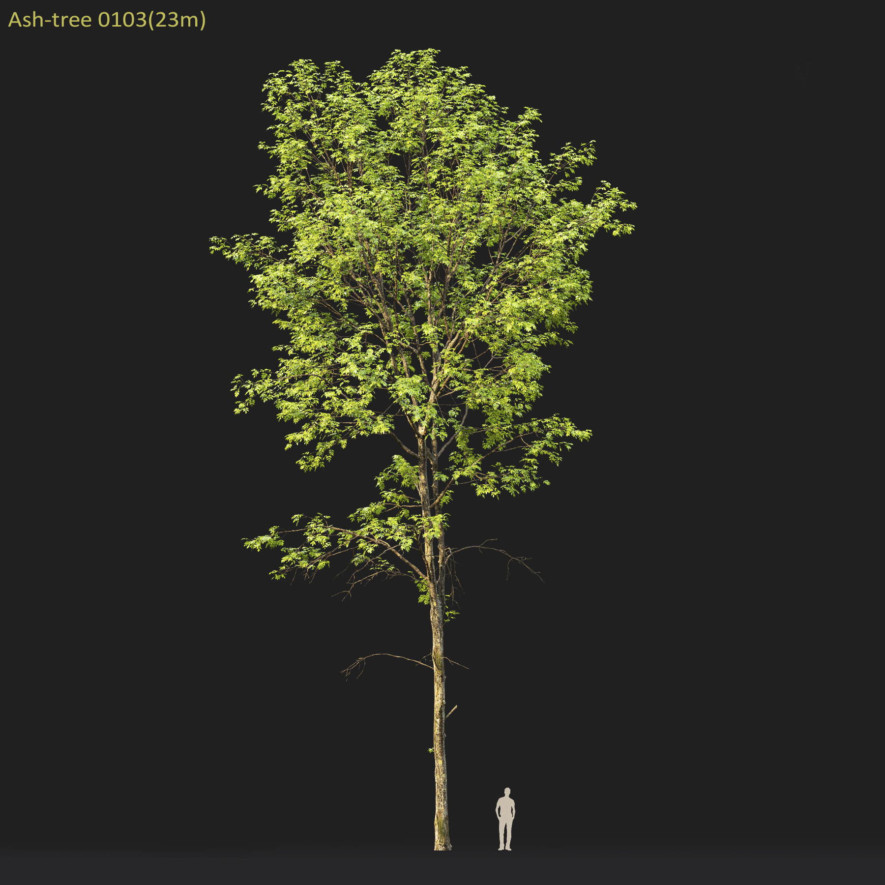 Trees park 1 ash-tree 3D model - TurboSquid 1570977