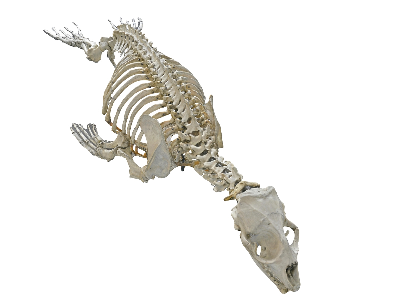 3D seal skeleton hd - TurboSquid 1570970