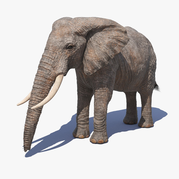 Elephant 3D Models for Download | TurboSquid