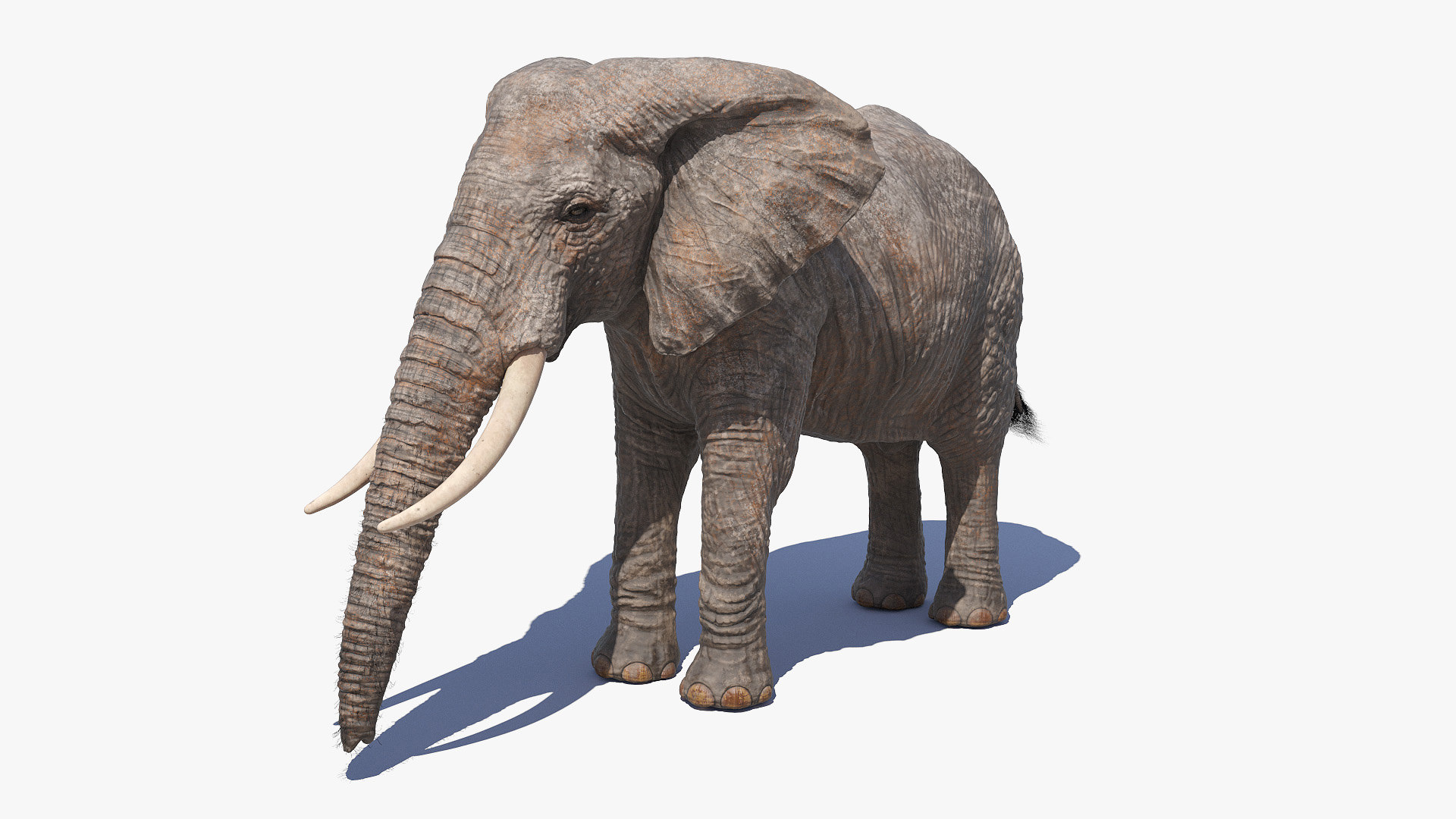 Elephant 3D model - TurboSquid 1571059
