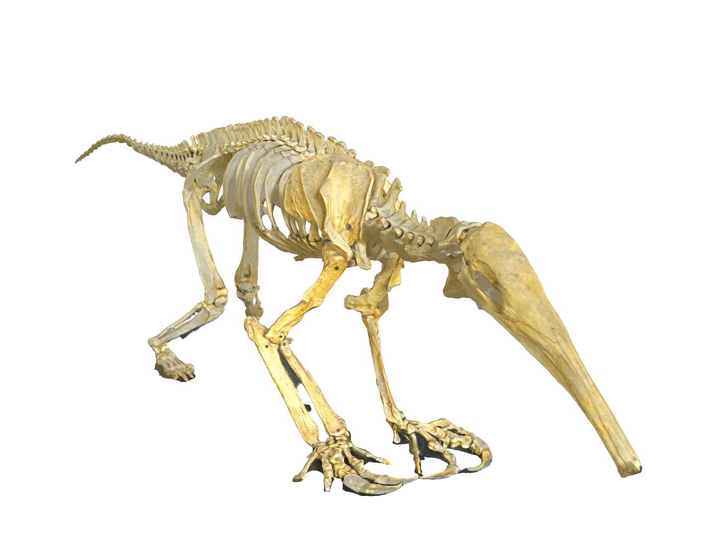 3D model ant-eater skeleton - TurboSquid 1571170