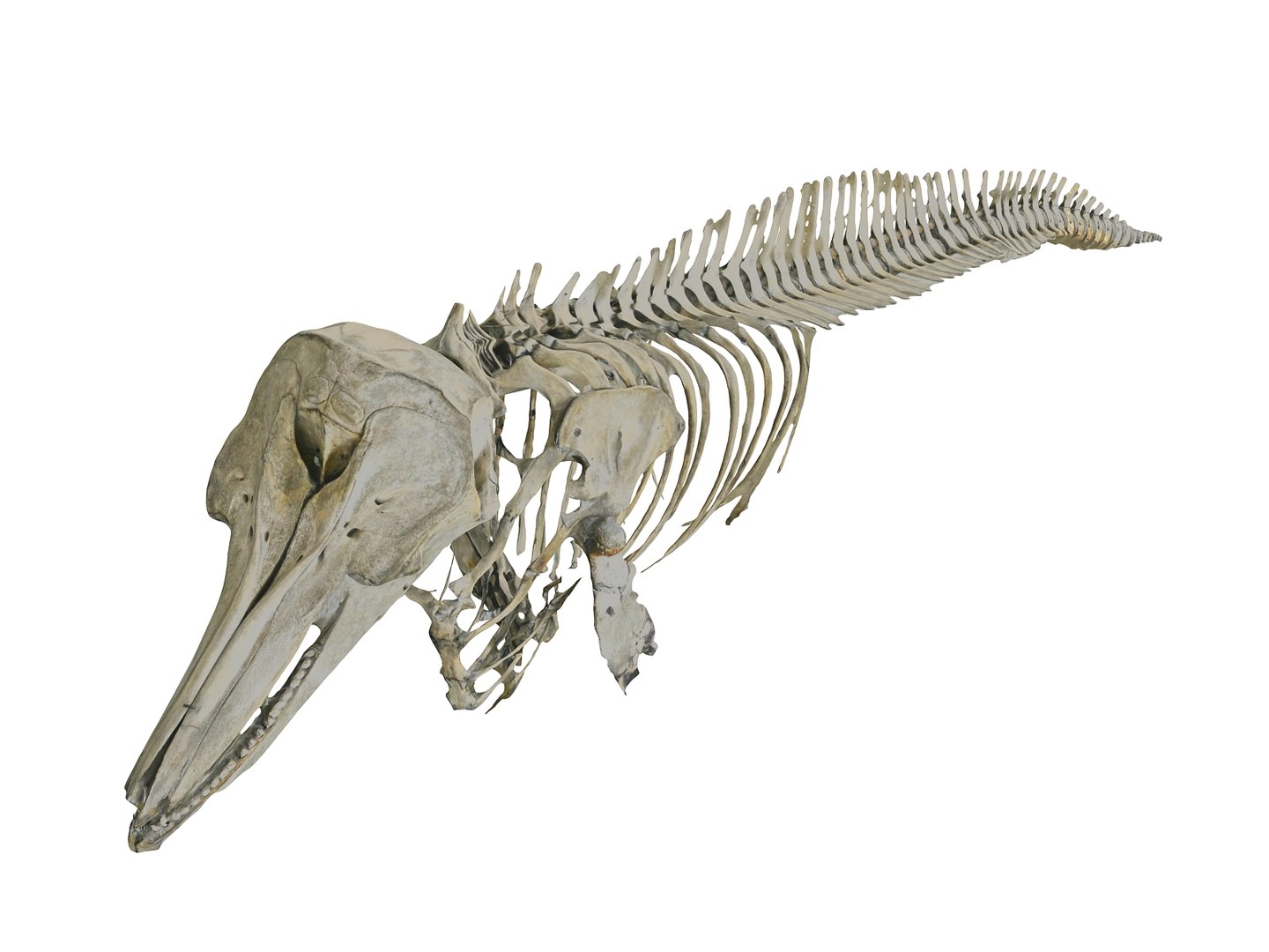 Dolphin skeleton hd model - TurboSquid 1571203