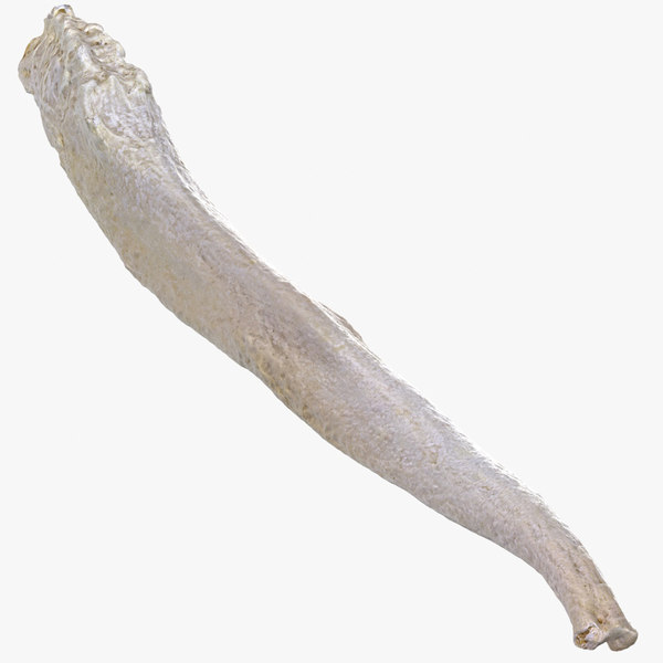 modelo 3d Real Doméstico Perro Baculum Pene Hueso 01 - TurboSquid 1571510