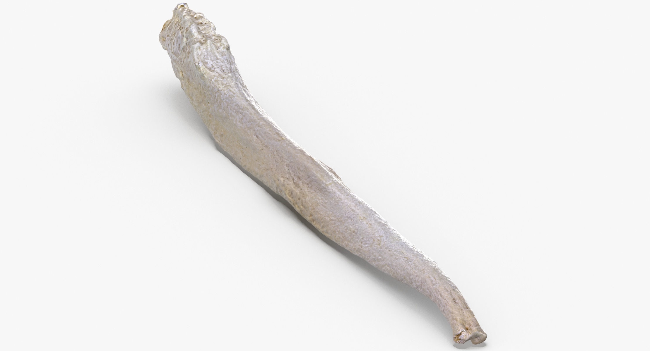 Real Domestic Dog Baculum Penis Bone 01 Modelo 3D - TurboSquid 1571510
