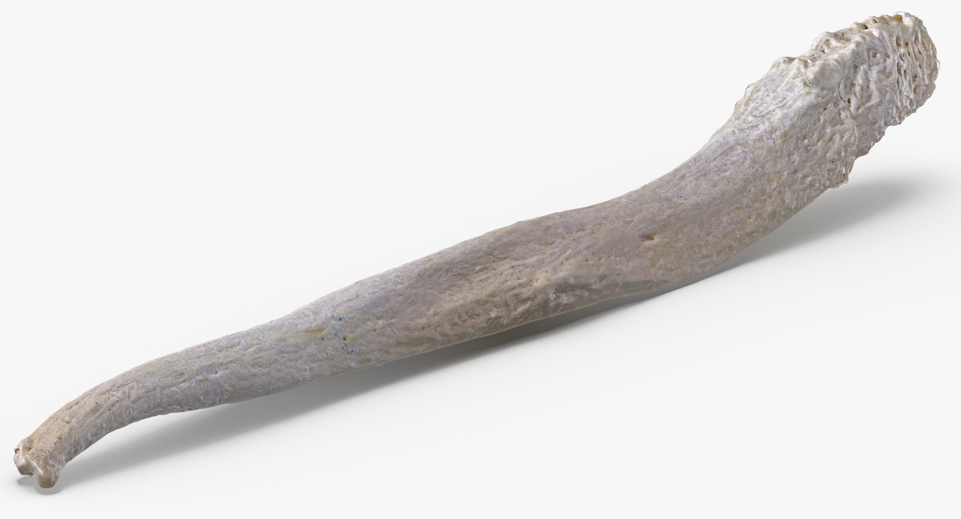 Real Domestic Dog Baculum Penis Bone 01 Modelo 3D - TurboSquid 1571510
