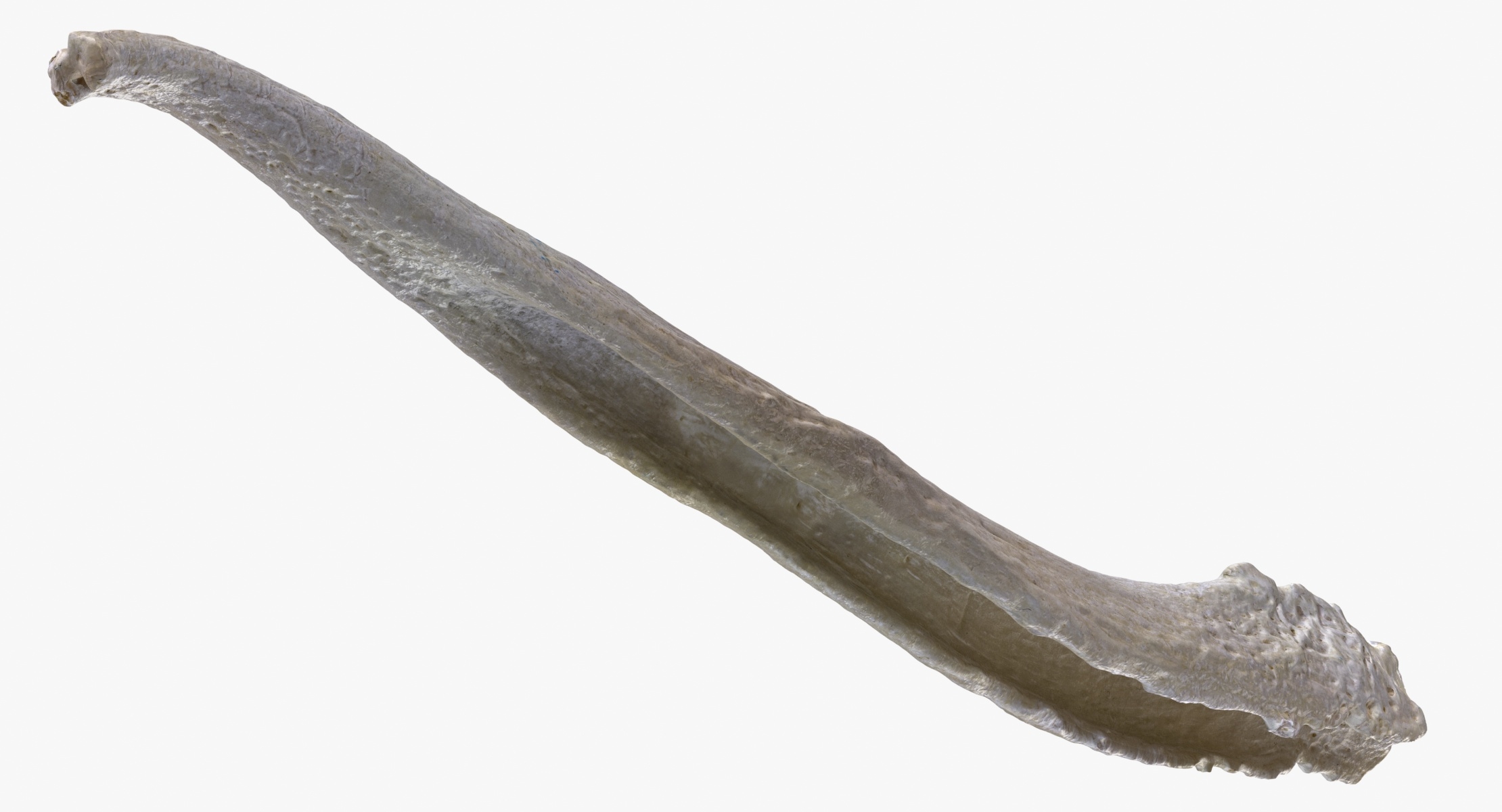 Real Domestic Dog Baculum Penis Bone 01 Modelo 3D - TurboSquid 1571510
