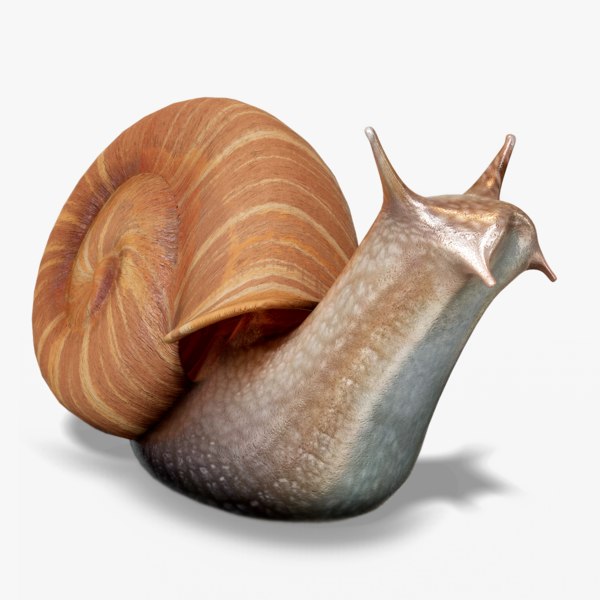 Snail Model 3D - TurboSquid 1571598