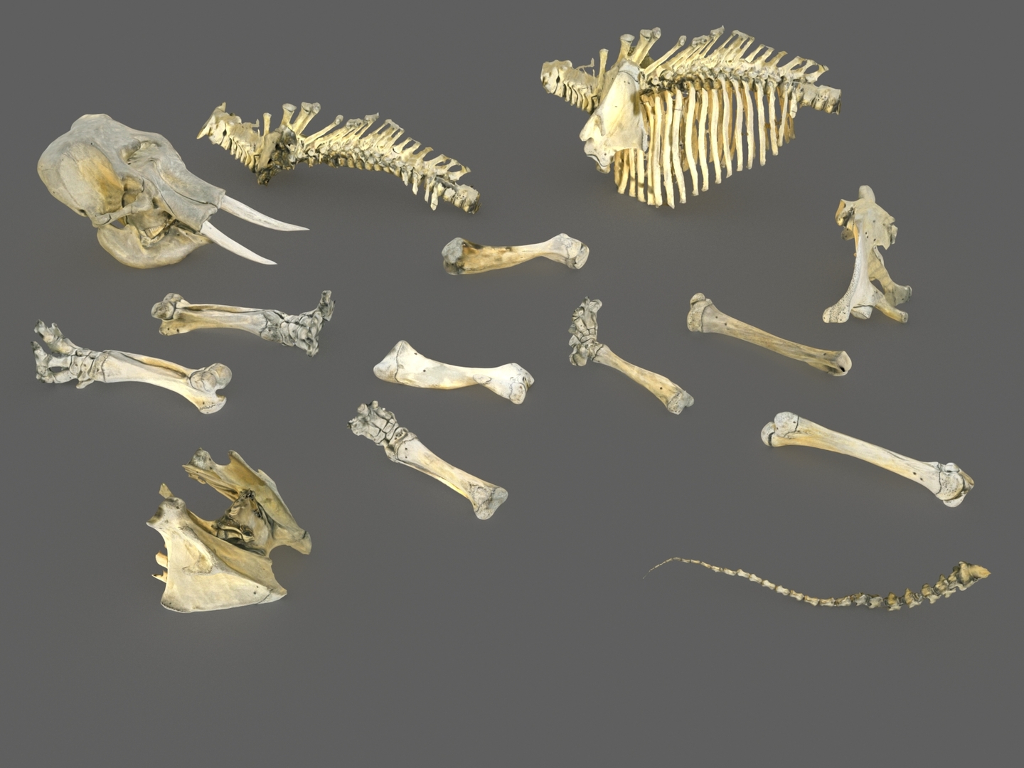 Real bones pack 3D model - TurboSquid 1571890
