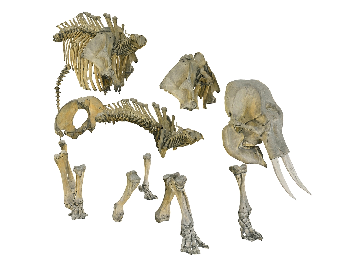 Real bones pack 3D model - TurboSquid 1571890