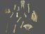 Real bones pack 3D model - TurboSquid 1571890