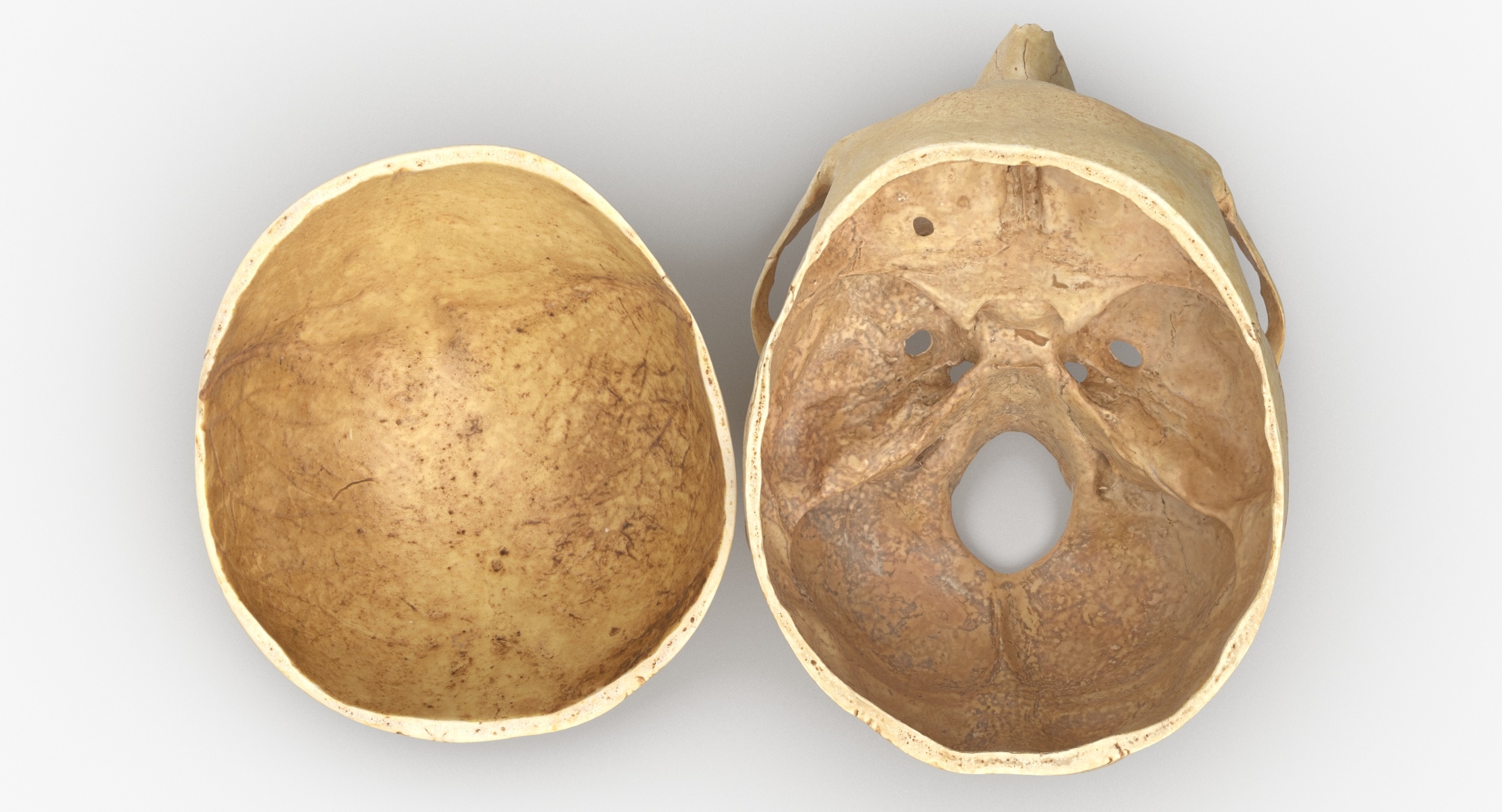 Crânio Humano Real Cranial 02 Corte com Pose Pose 01 Modelo 3D ...