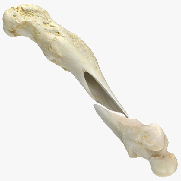 3D dog thigh bone femur - TurboSquid 1569680