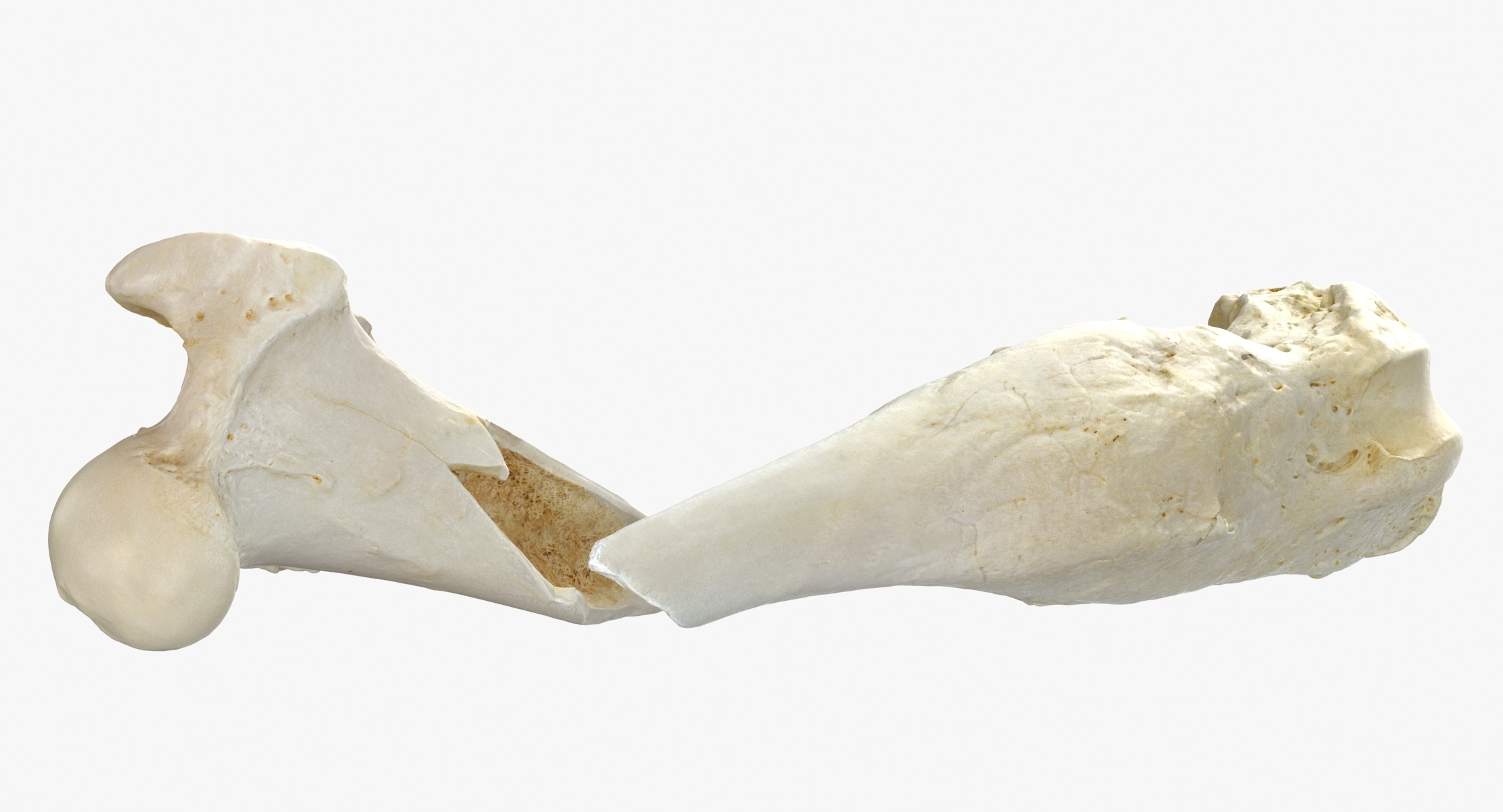3D dog thigh bone femur - TurboSquid 1569680