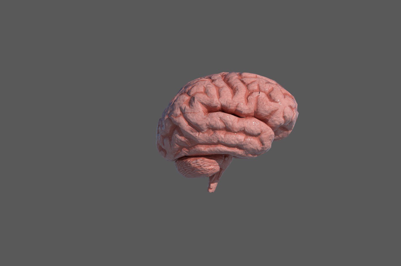 3D human brain pbr model - TurboSquid 1572405