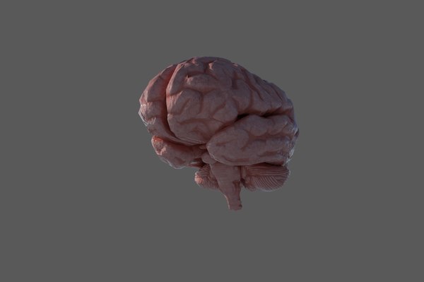 3D human brain pbr model - TurboSquid 1572405