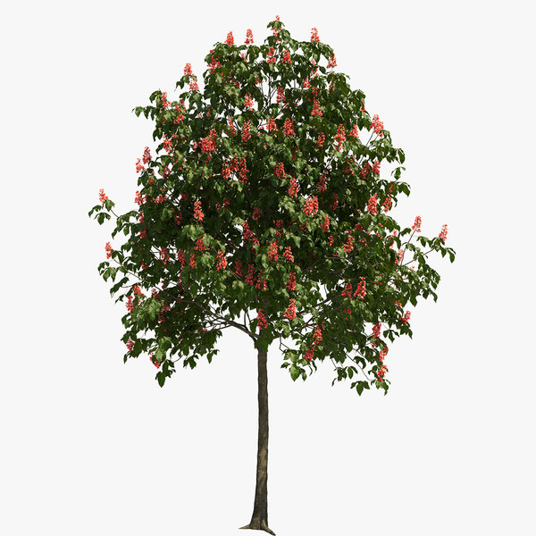 3d small leaved lime model