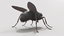 3D housefly realistic wings model - TurboSquid 1573199