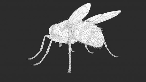 3D housefly realistic wings model - TurboSquid 1573199