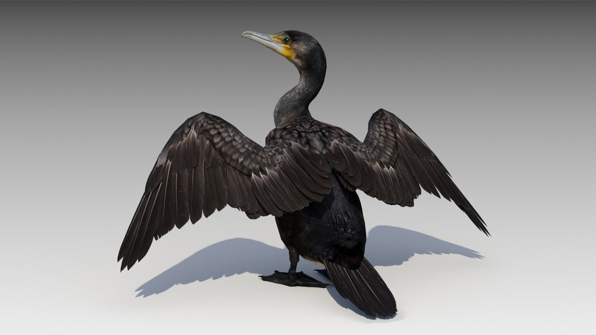 3D model great cormorant - TurboSquid 1573409