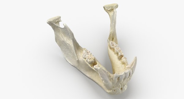 Pavian monkey male jaw 3D model - TurboSquid 1573484