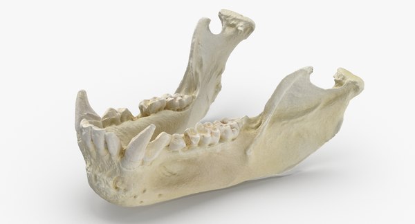 Pavian monkey male jaw 3D model - TurboSquid 1573484