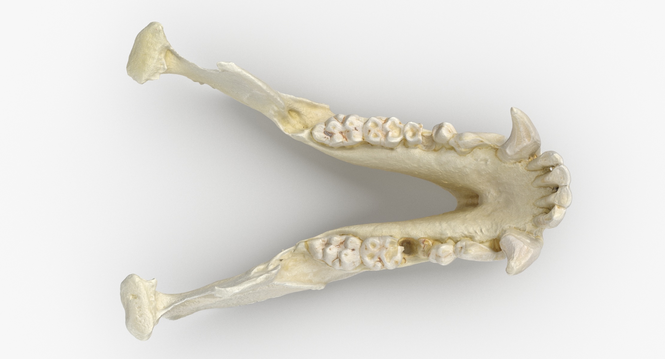 Pavian monkey male jaw 3D model - TurboSquid 1573484