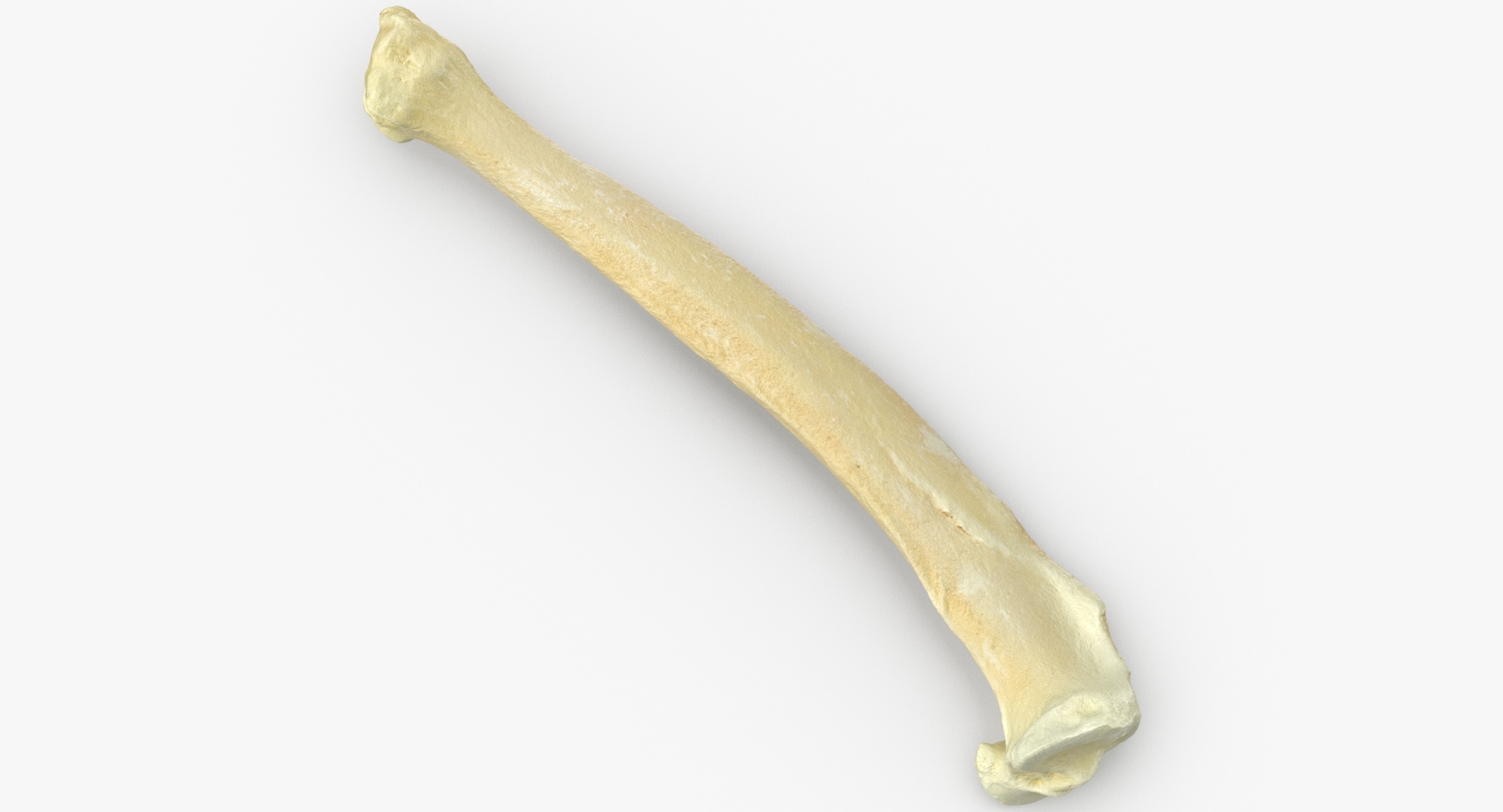 Pavian monkey male tibia 3D - TurboSquid 1573485