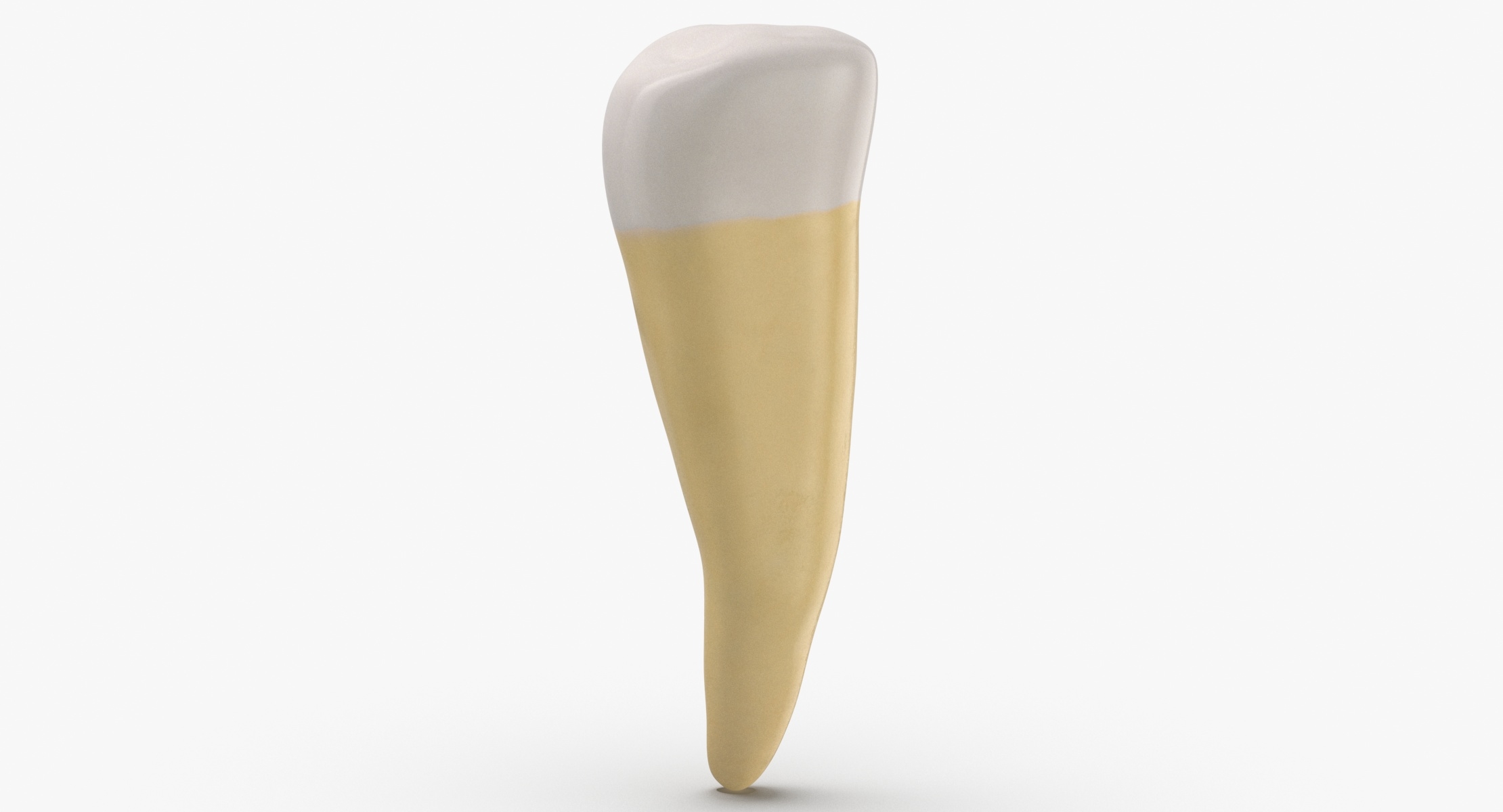 Second premolar lower jaw 3D model - TurboSquid 1573511