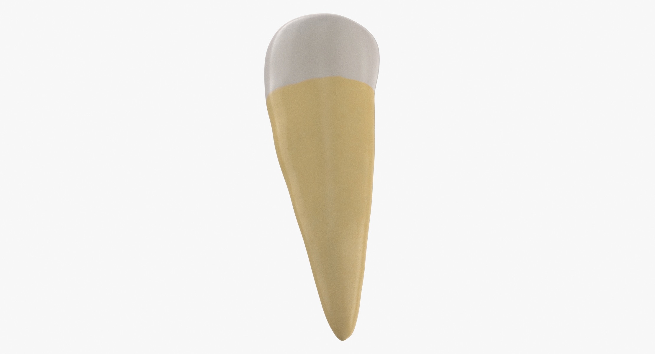 Second premolar lower jaw 3D model - TurboSquid 1573511