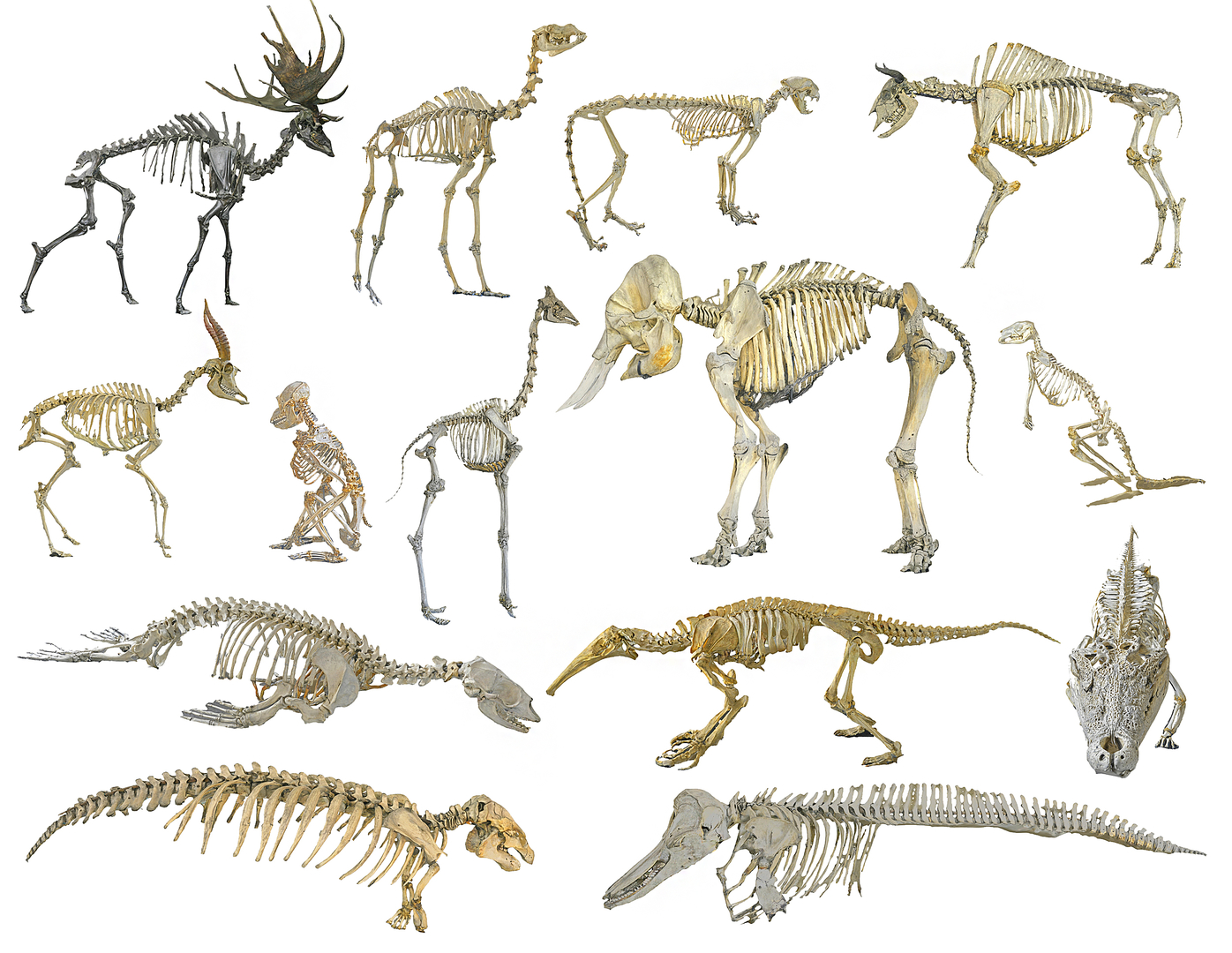 3D skeletons animals hd - TurboSquid 1573549