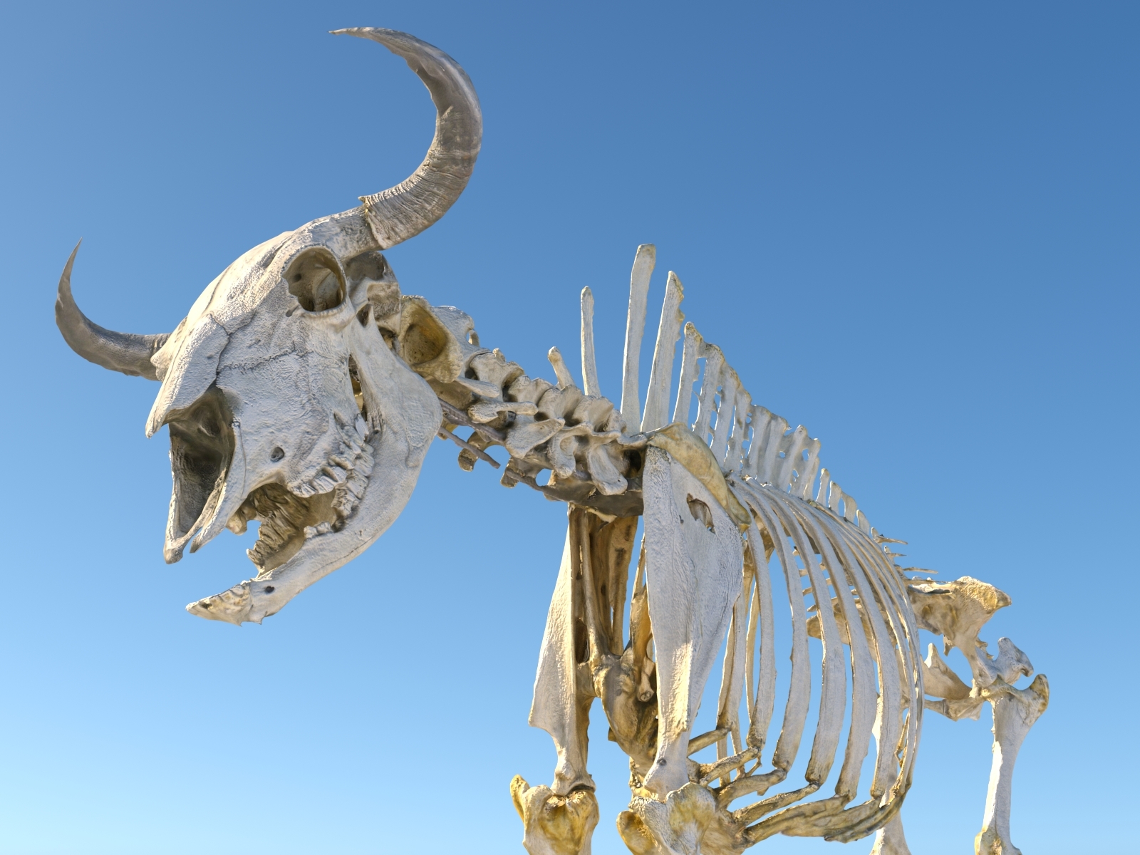 3D skeletons animals hd - TurboSquid 1573553