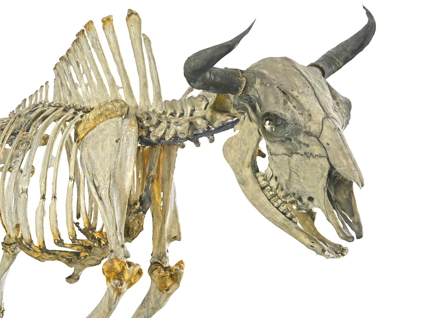 3D skeletons animals hd - TurboSquid 1573553