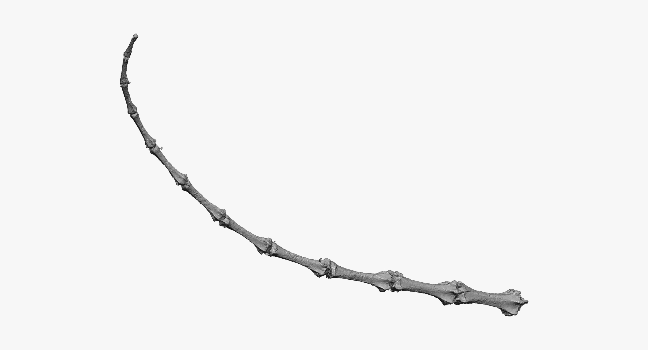 Real Domestic Cat Caudal Vertebrae Bones Tail 03 RAW SCAN 3D 모델 ...