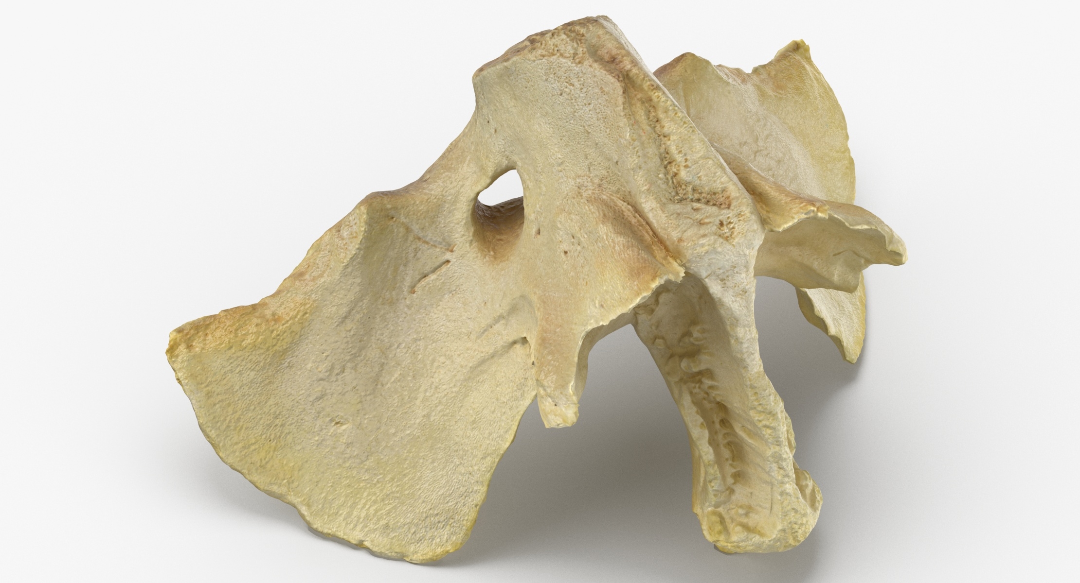 真正的国内小牛 Bos Primigenius Taurus Presphenoid Bone 013D模型 - TurboSquid 1573965
