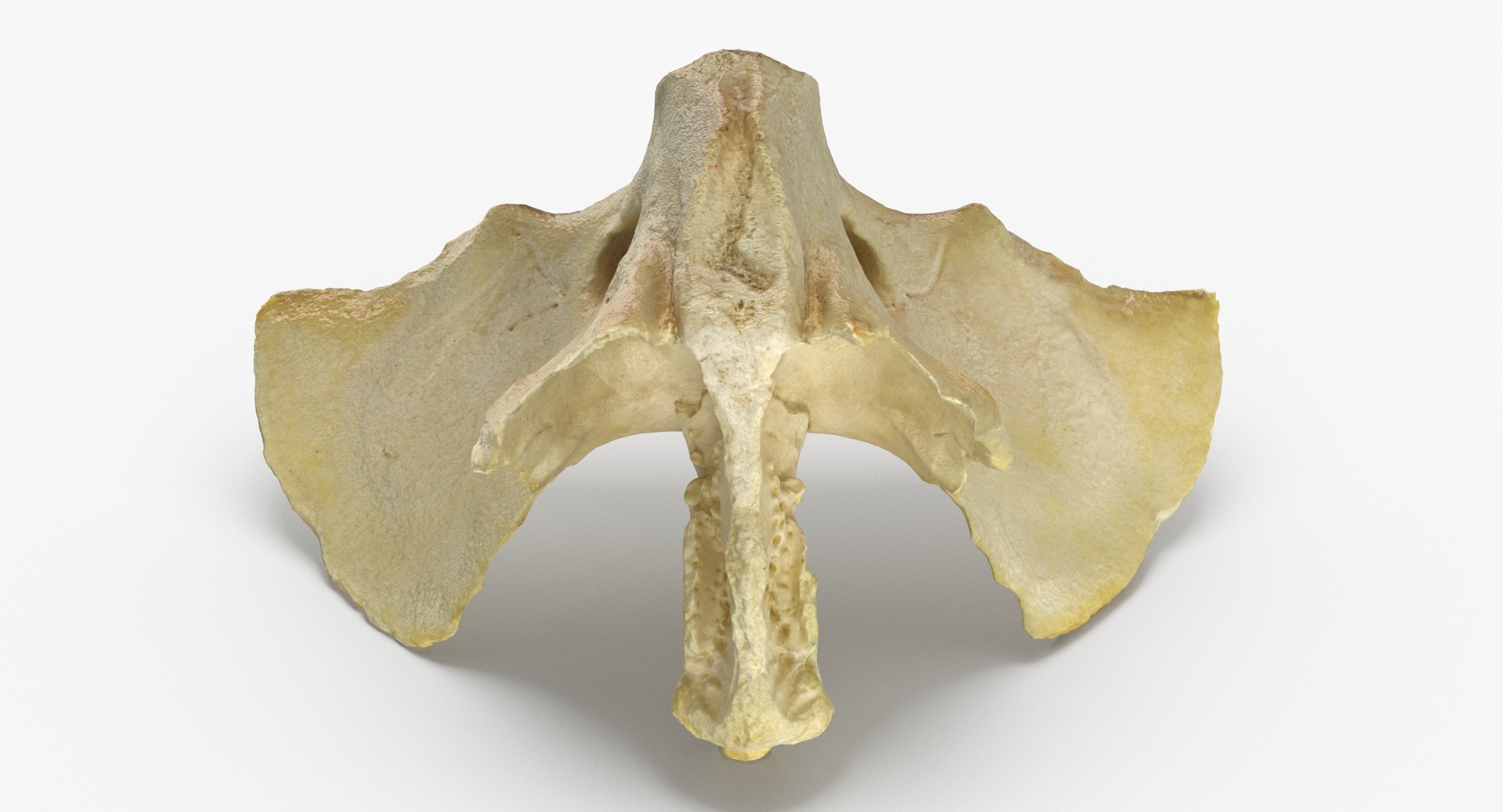 真正的国内小牛 Bos Primigenius Taurus Presphenoid Bone 013D模型 - TurboSquid 1573965