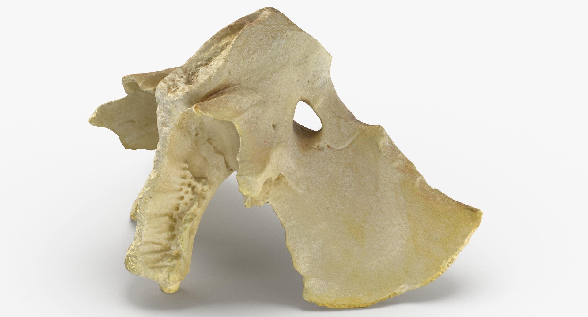 真正的国内小牛 Bos Primigenius Taurus Presphenoid Bone 013D模型 - TurboSquid 1573965