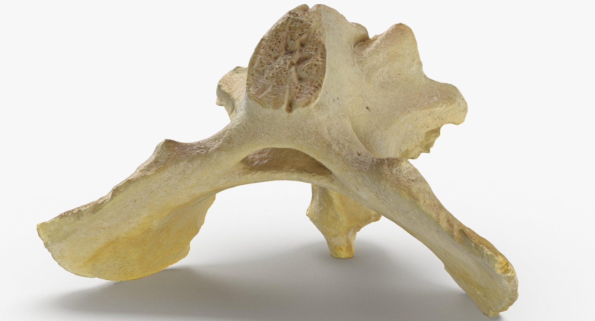 真正的国内小牛 Bos Primigenius Taurus Presphenoid Bone 013D模型 - TurboSquid 1573965