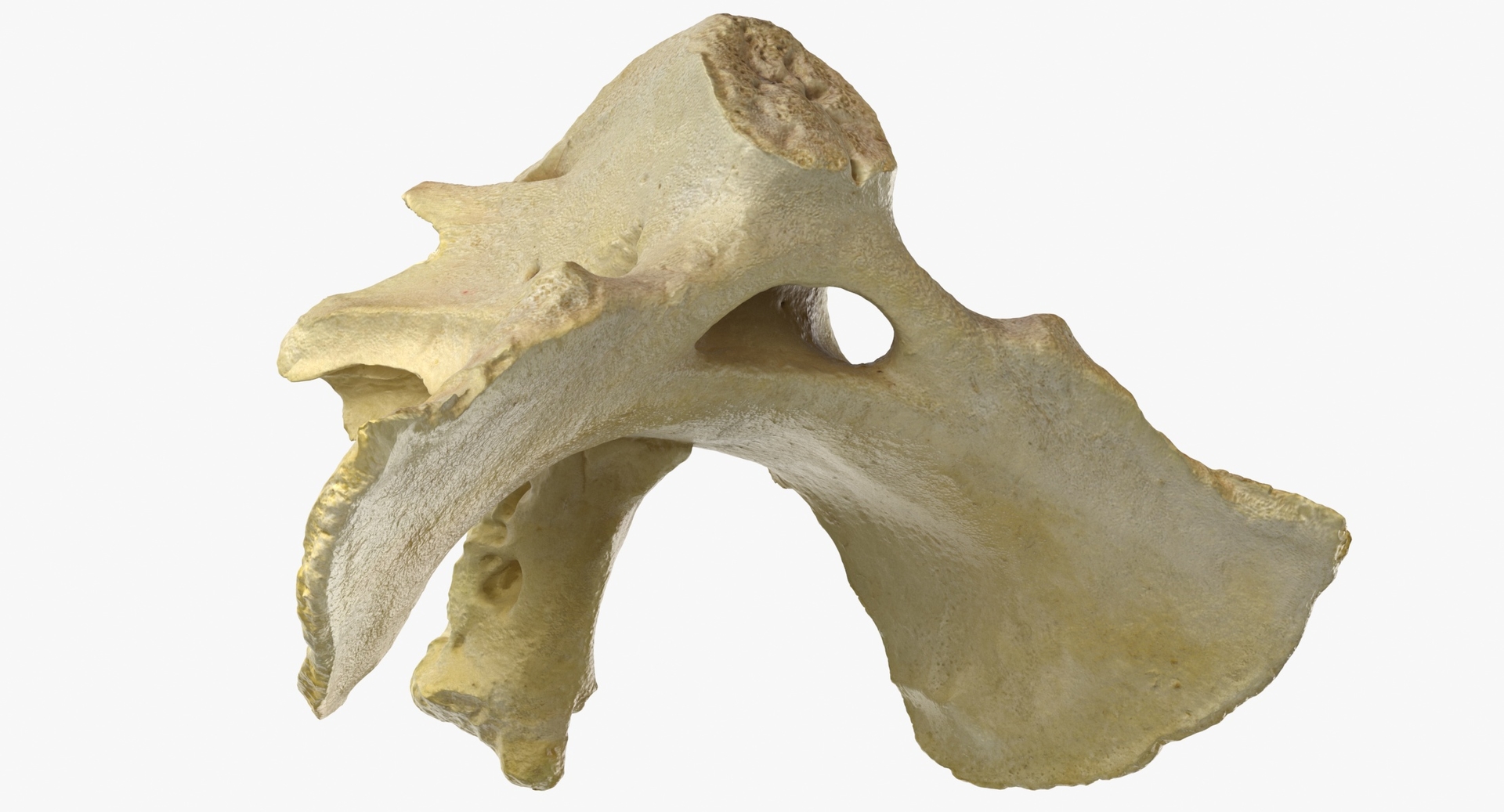 真正的国内小牛 Bos Primigenius Taurus Presphenoid Bone 013D模型 - TurboSquid 1573965