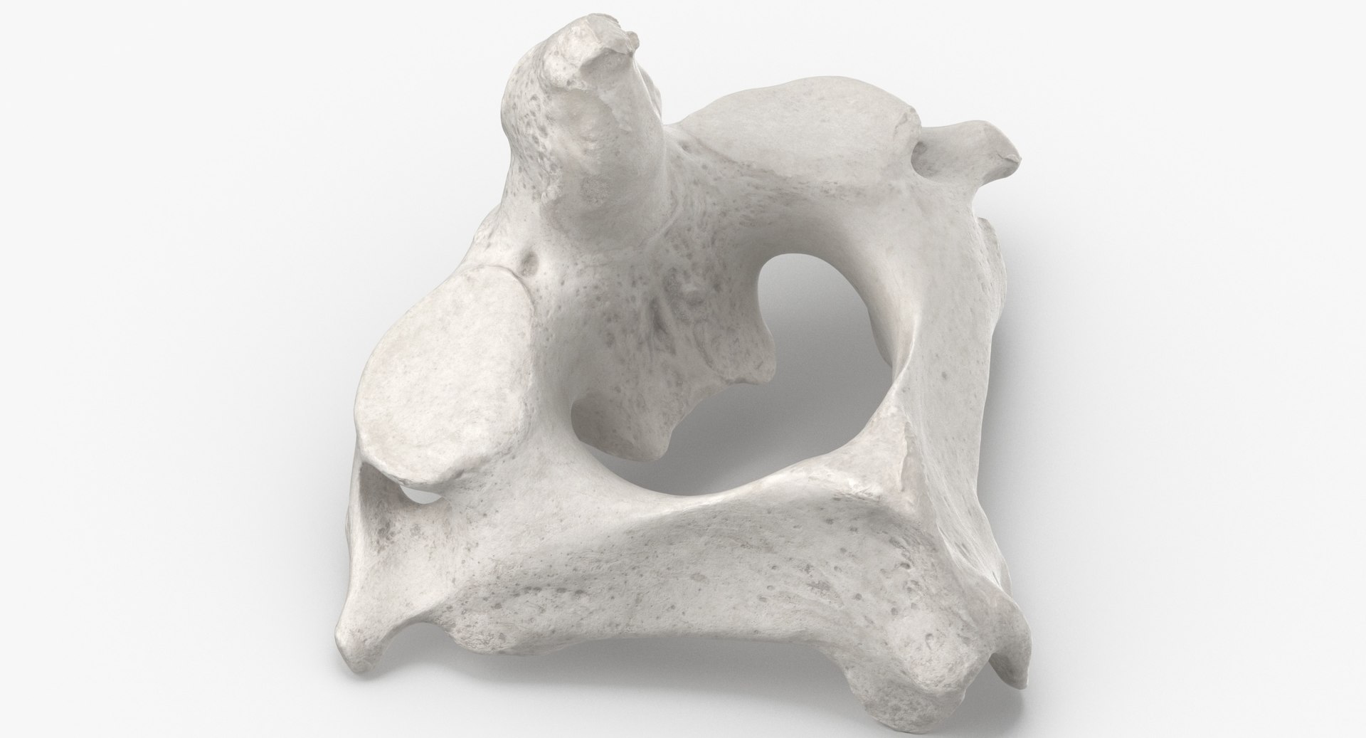 Cervical vertebrae c2 axis 3D model - TurboSquid 1574022