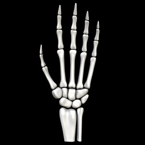 Skeletal Hand 3D Models for Download | TurboSquid