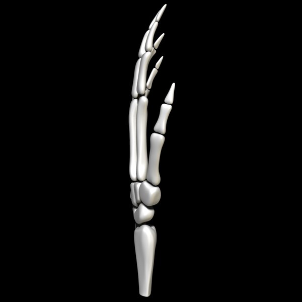 3D skeleton hand skelet - TurboSquid 1574694
