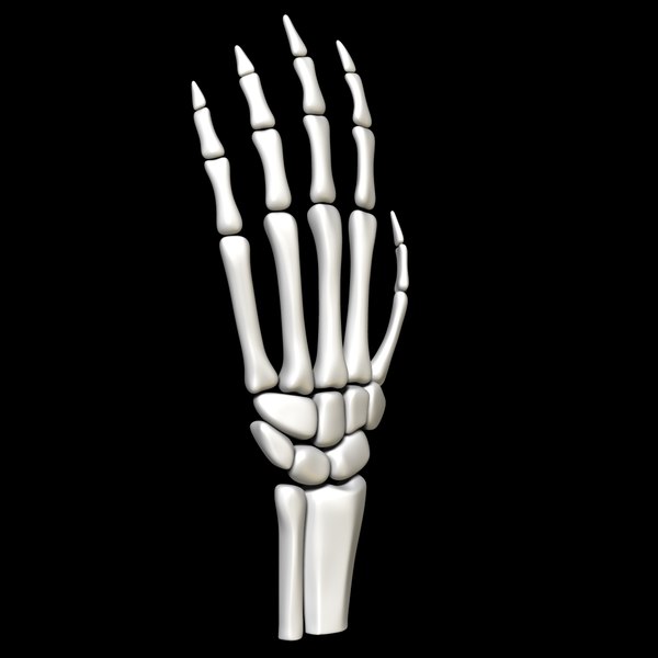 3D skeleton hand skelet - TurboSquid 1574694