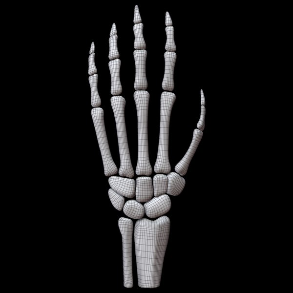 3D skeleton hand skelet - TurboSquid 1574694