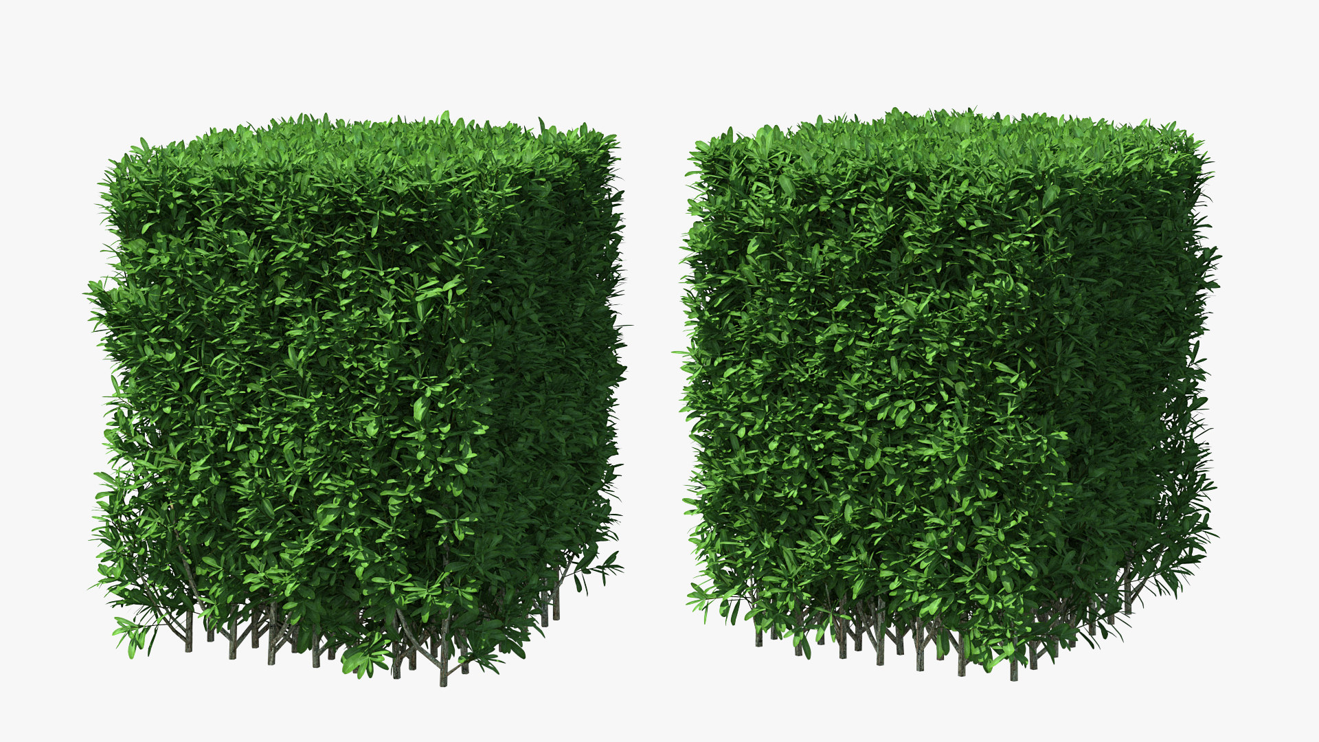 Boxwood bush square 3D - TurboSquid 1574958