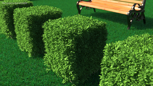 Boxwood bush square 3D - TurboSquid 1574958